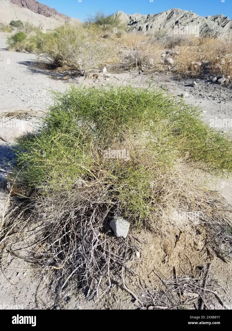 Cheesebush (Ambrosia salsola) Plantae Stock Photo - Alamy