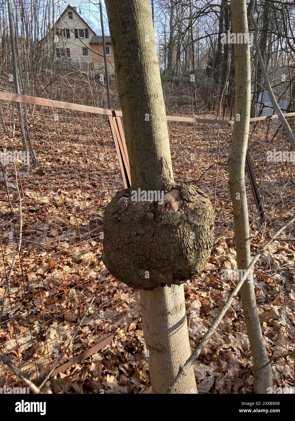bacterial crown gall (Agrobacterium radiobacter Stock Photo - Alamy