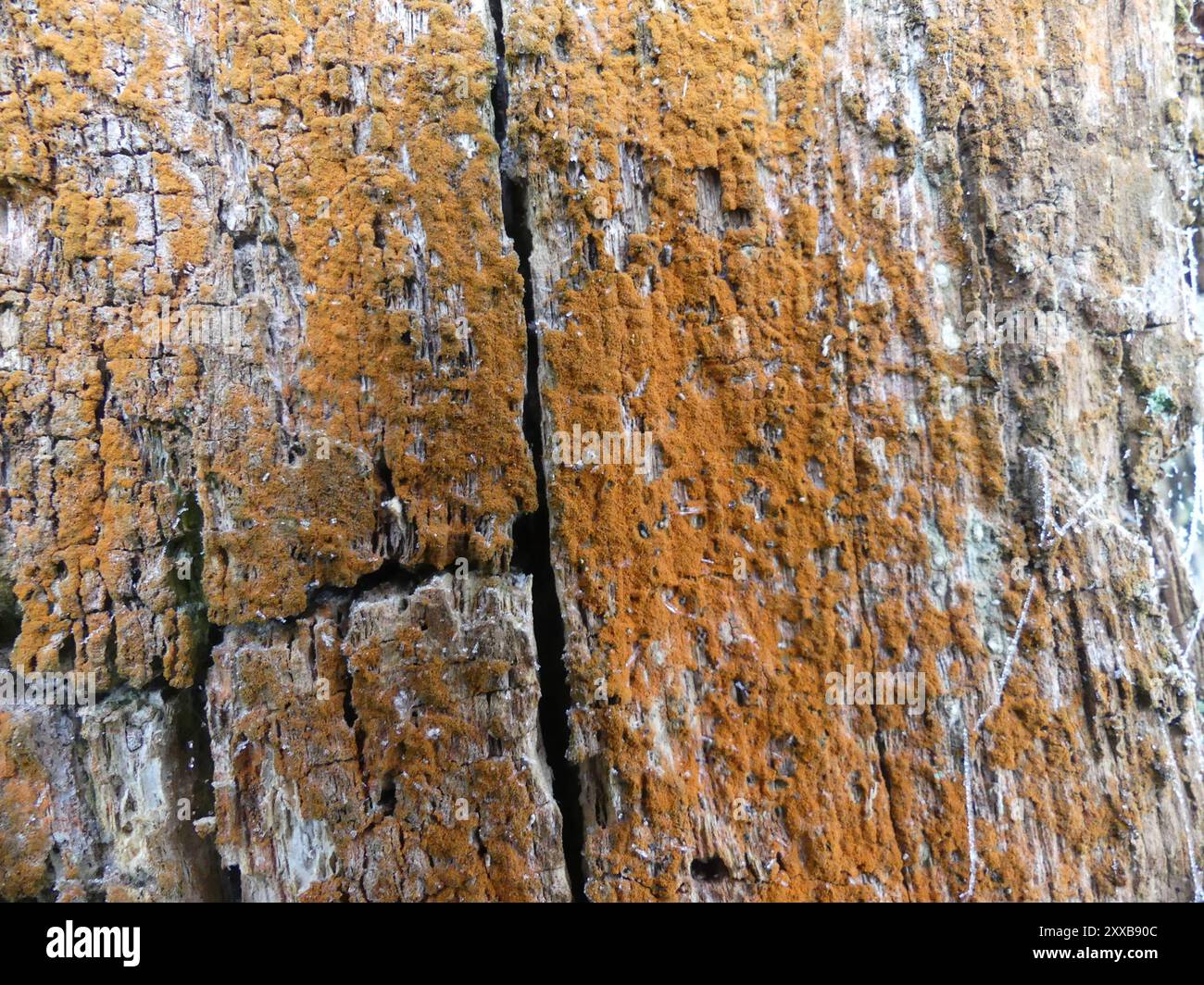 orange terrestrial algae (Trentepohliaceae) Plantae Stock Photo - Alamy