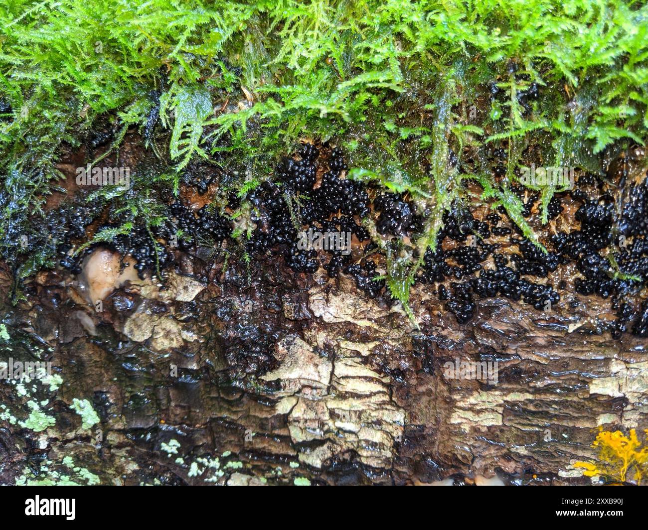 (Badhamia utricularis) Protozoa Stock Photo - Alamy