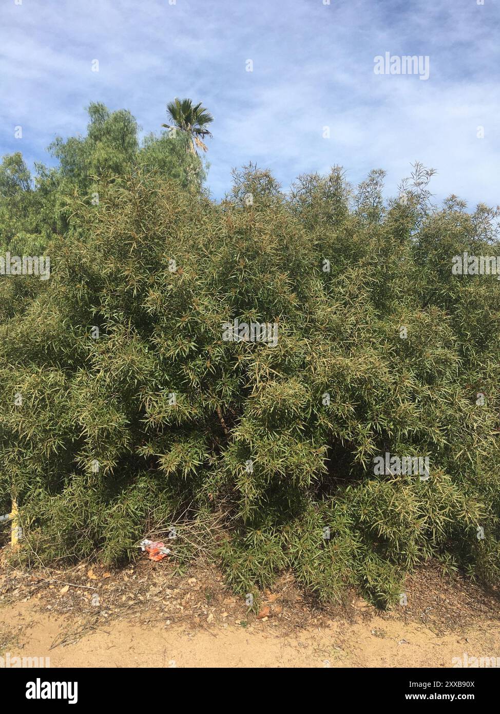 african sumac (Searsia lancea) Plantae Stock Photo - Alamy
