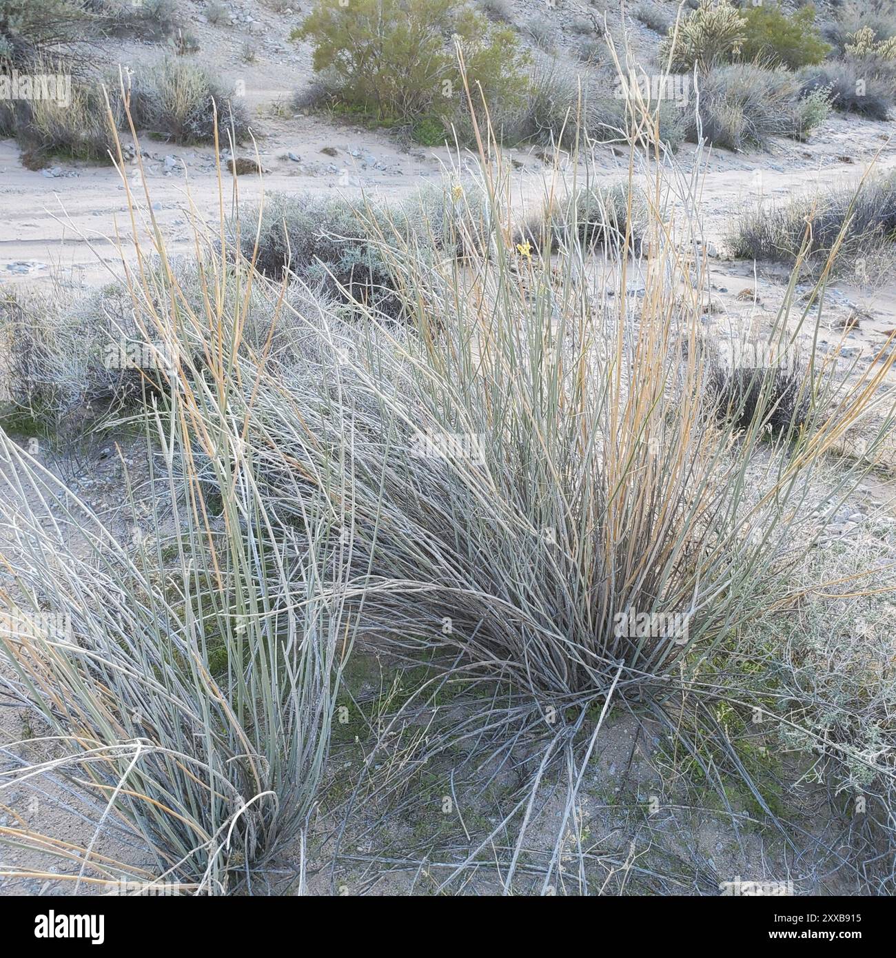rush milkweed (Asclepias subulata) Plantae Stock Photo - Alamy