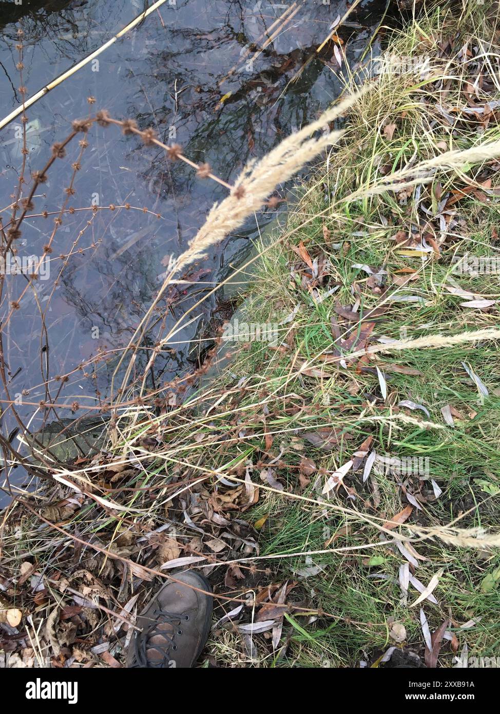 Bushgrass (Calamagrostis epigejos) Plantae Stock Photo - Alamy