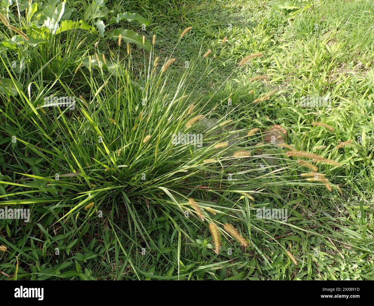 knotroot bristlegrass (Setaria parviflora) Plantae Stock Photo - Alamy