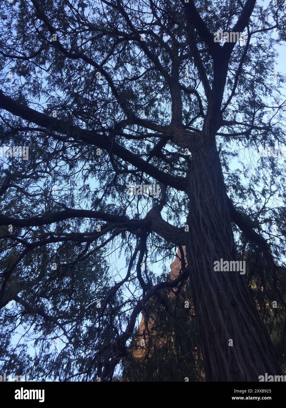 Weeping Juniper (Juniperus flaccida) Plantae Stock Photo - Alamy