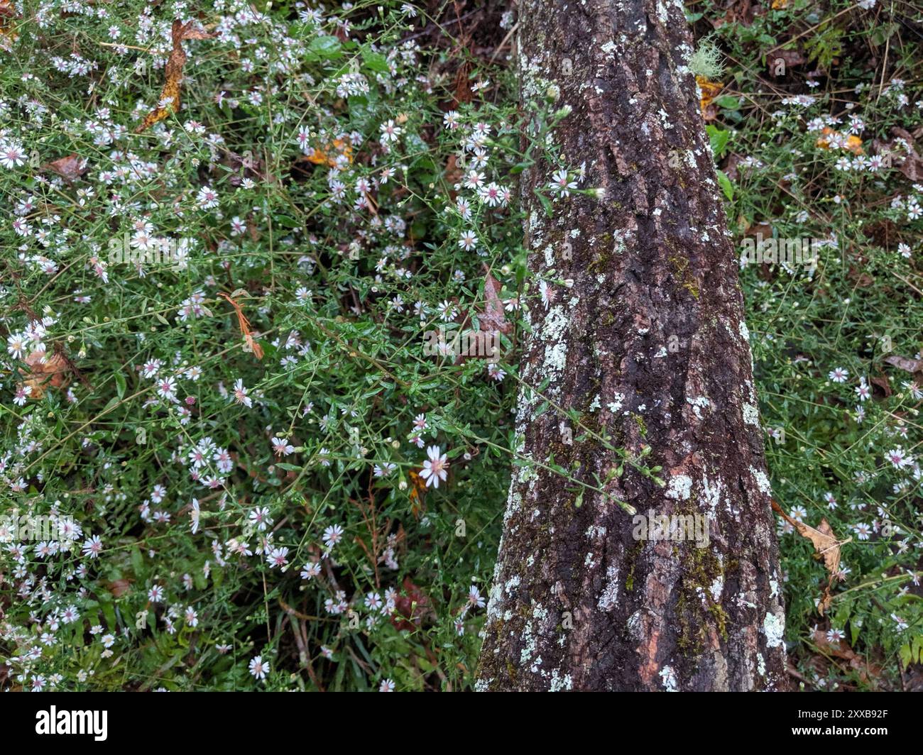 asters and allies (Astereae) Plantae Stock Photo - Alamy