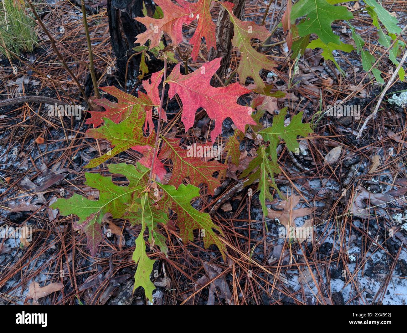 American turkey oak (Quercus laevis) Plantae Stock Photo - Alamy