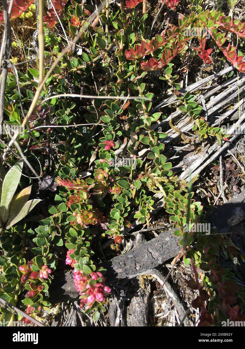 heath family (Ericaceae) Plantae Stock Photo - Alamy