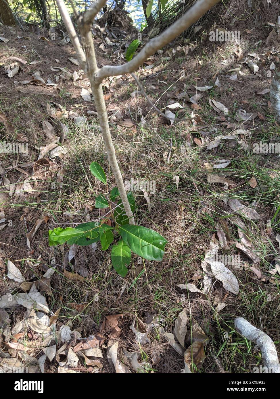 Cheese Tree (Glochidion ferdinandi) Plantae Stock Photo - Alamy