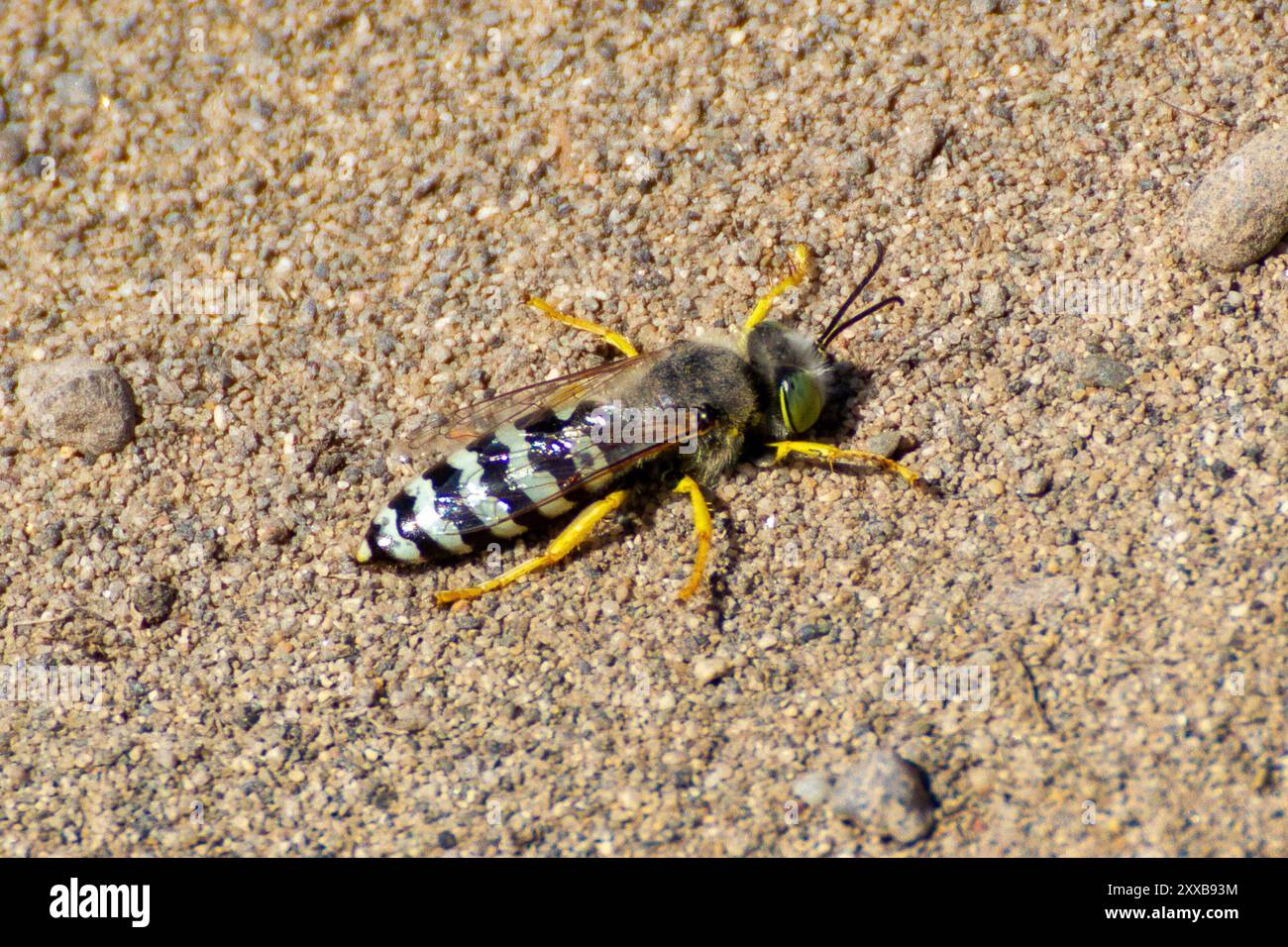 American Sand Wasp (Bembix americana) Insecta Stock Photo - Alamy