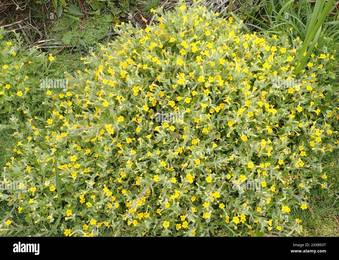musk monkeyflower (Erythranthe moschata) Plantae Stock Photo - Alamy
