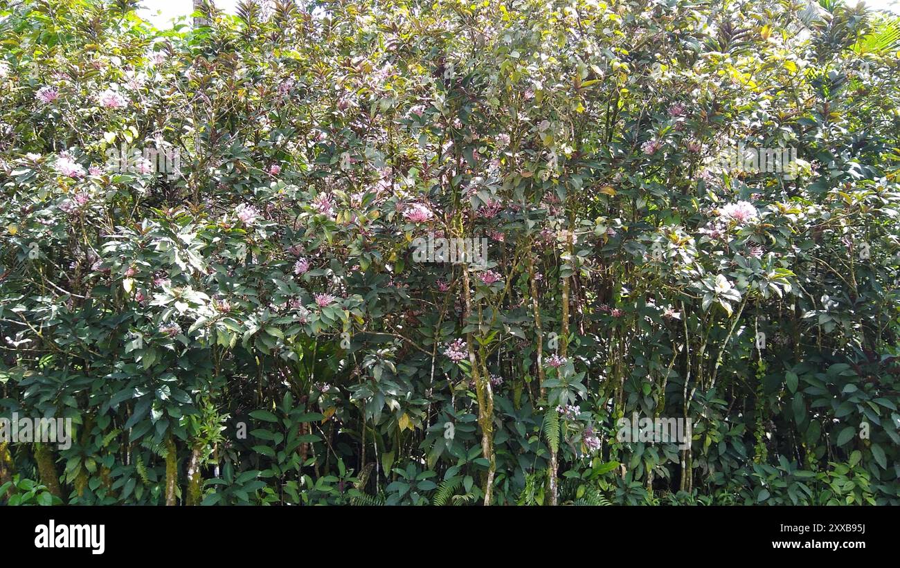 Starburst Bush (Clerodendrum quadriloculare) Plantae Stock Photo - Alamy
