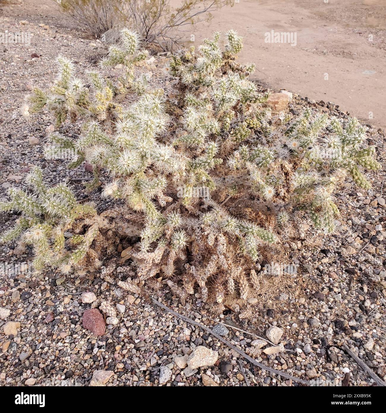 Silver Cholla (Cylindropuntia echinocarpa) Plantae Stock Photo - Alamy
