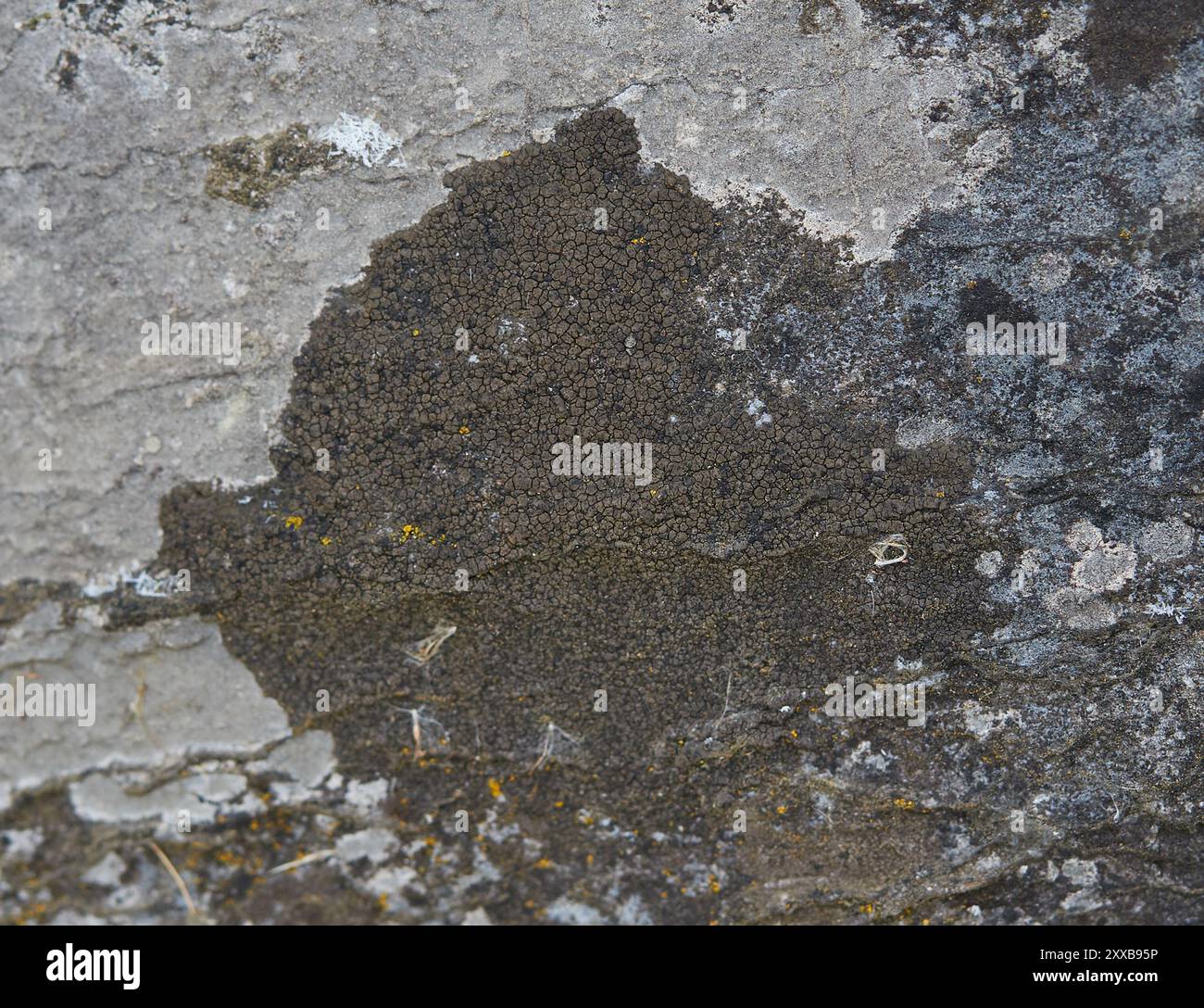 brown cobblestone lichen (Acarospora fuscata) Fungi Stock Photo - Alamy