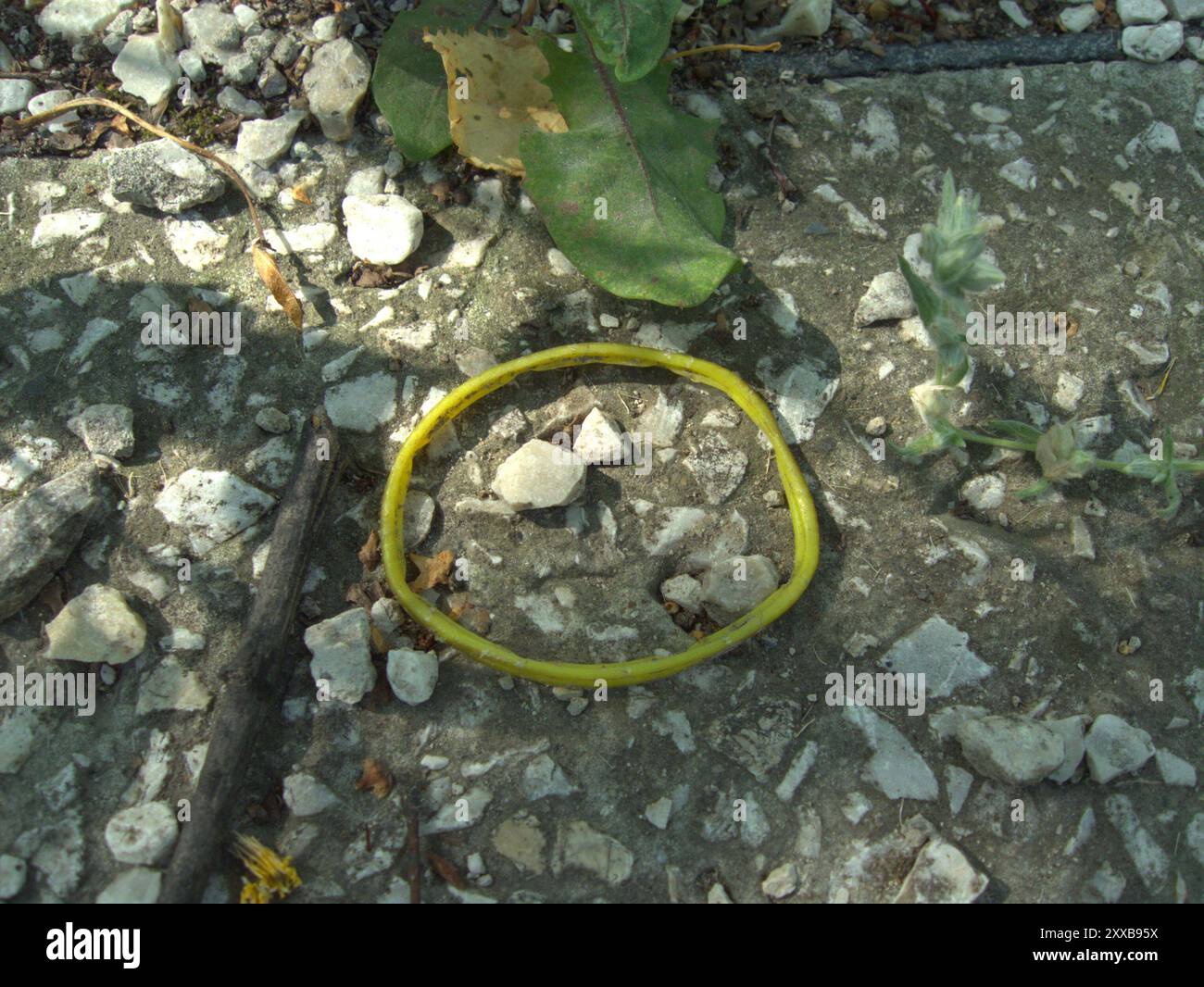 field fluffweed (Filago arvensis) Plantae Stock Photo - Alamy