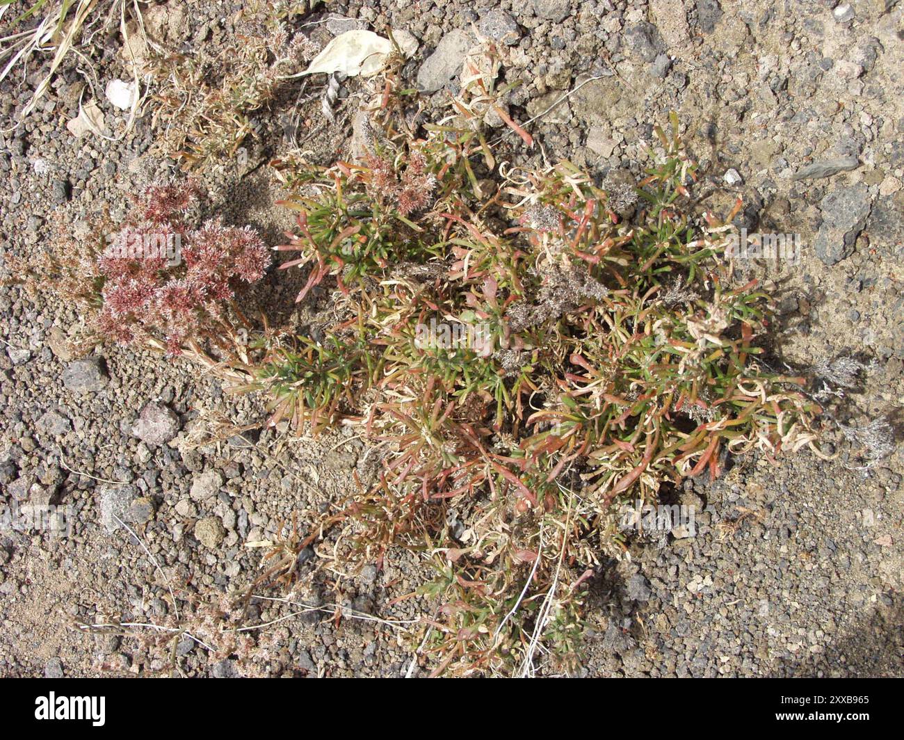 (Polycarpaea smithii) Plantae Stock Photo - Alamy