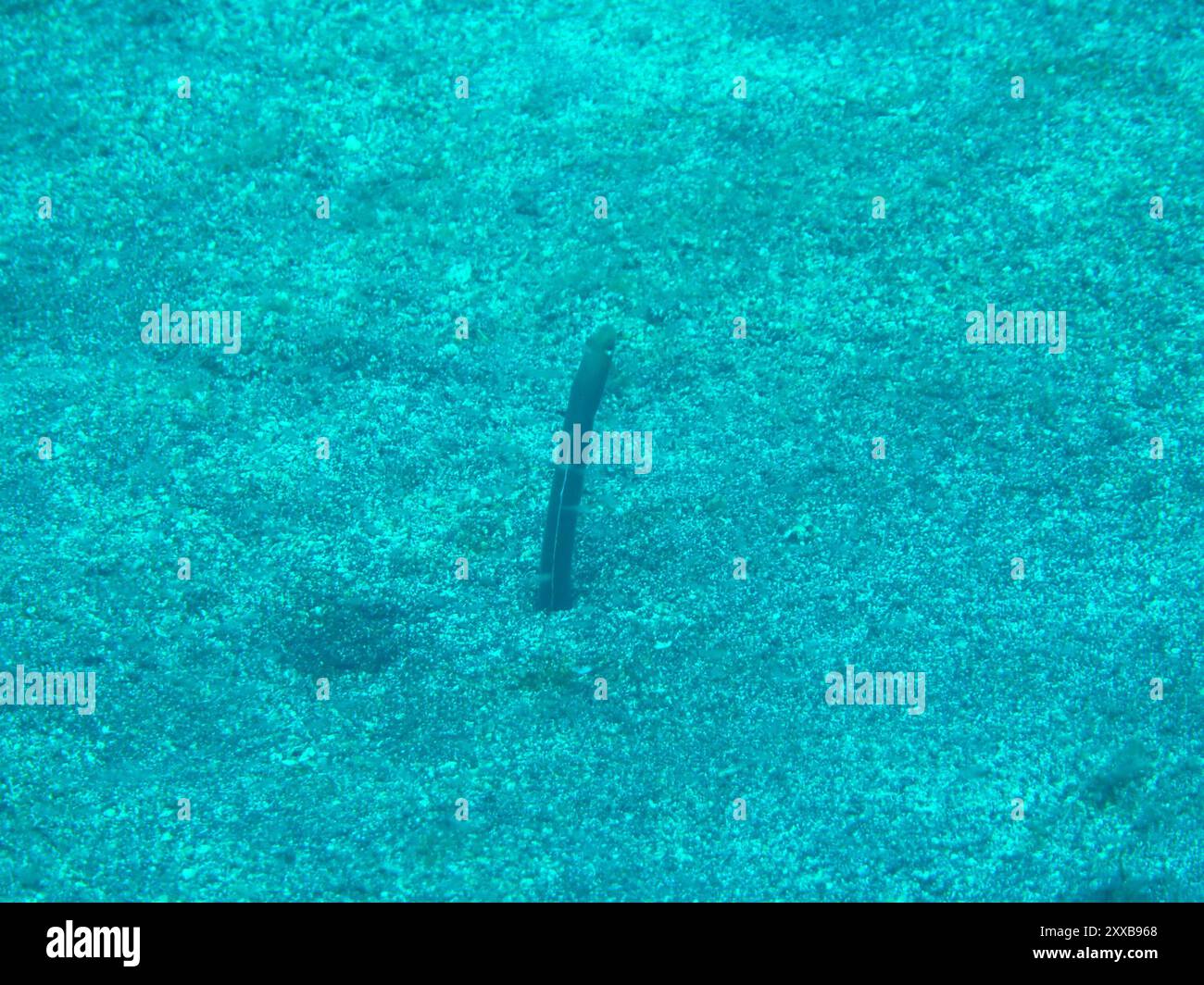 Brown Garden Eel (Heteroconger longissimus) Actinopterygii Stock Photo ...