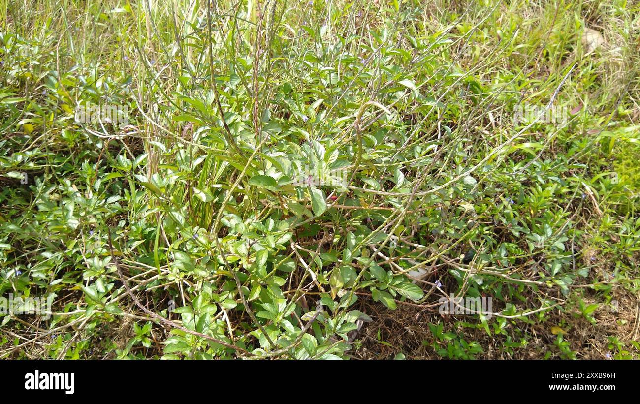 Blue Porterweed (Stachytarpheta jamaicensis) Plantae Stock Photo - Alamy