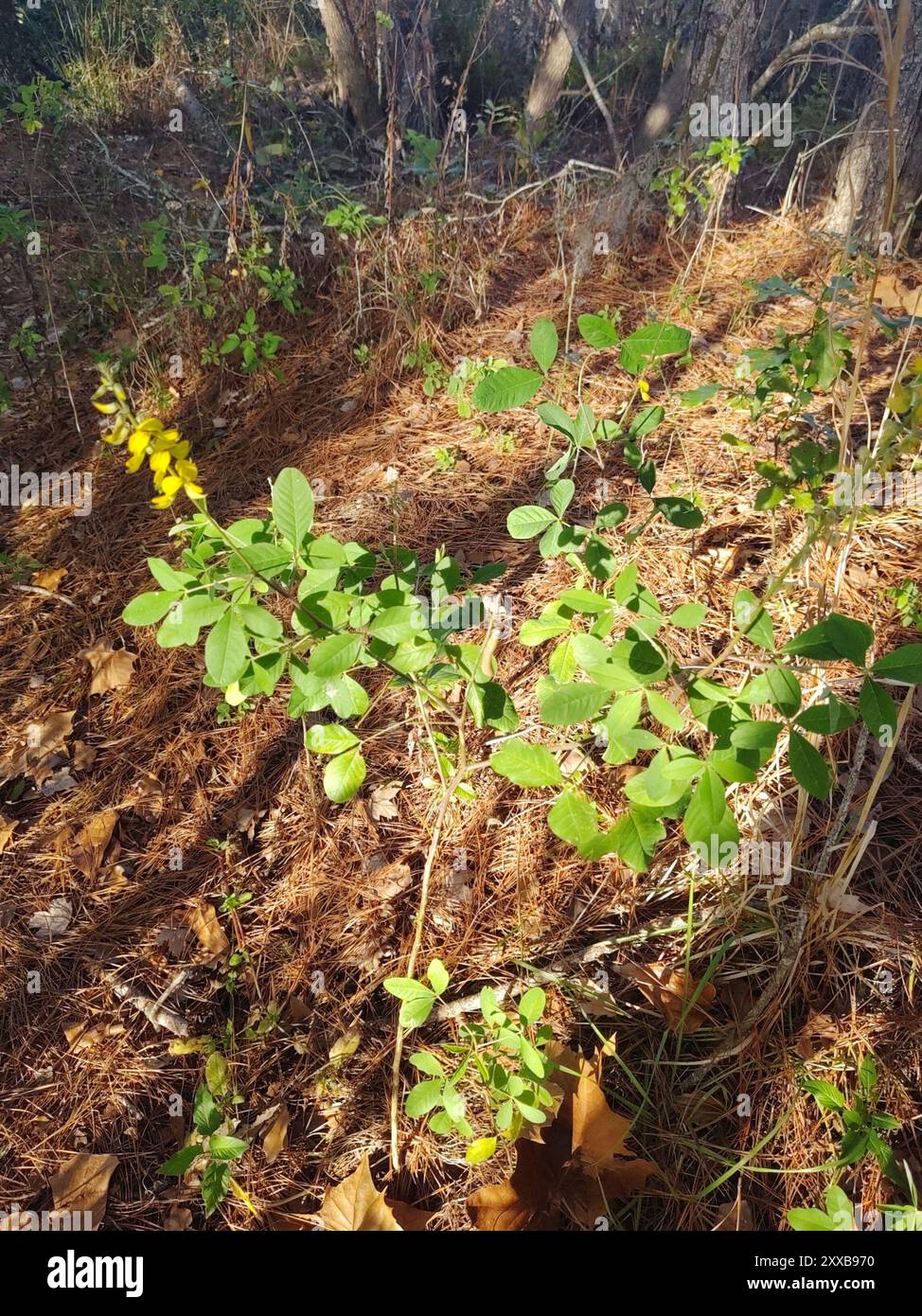 Rattlepods (Crotalaria) Plantae Stock Photo - Alamy
