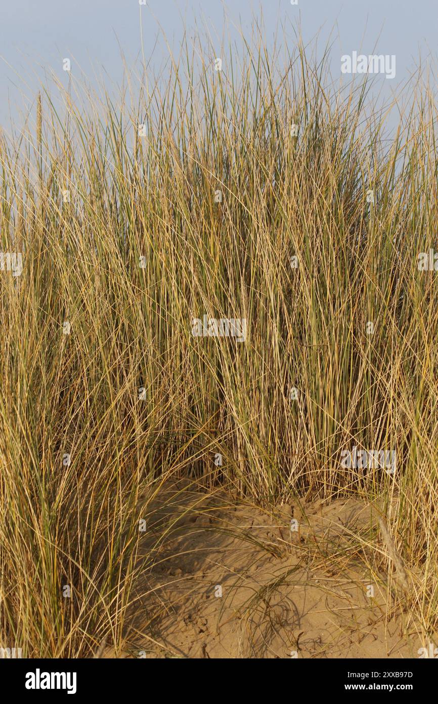 European marram grass (Calamagrostis arenaria) Plantae Stock Photo - Alamy