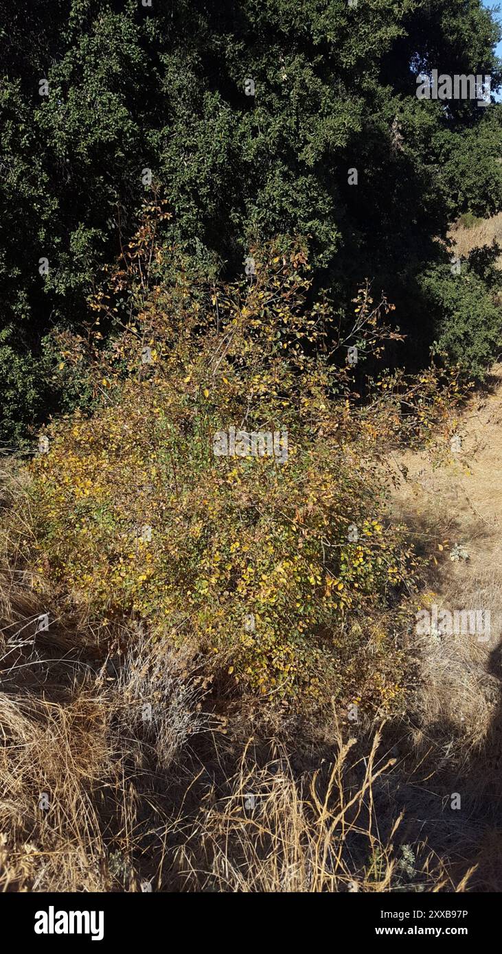 California Ash (Fraxinus dipetala) Plantae Stock Photo - Alamy