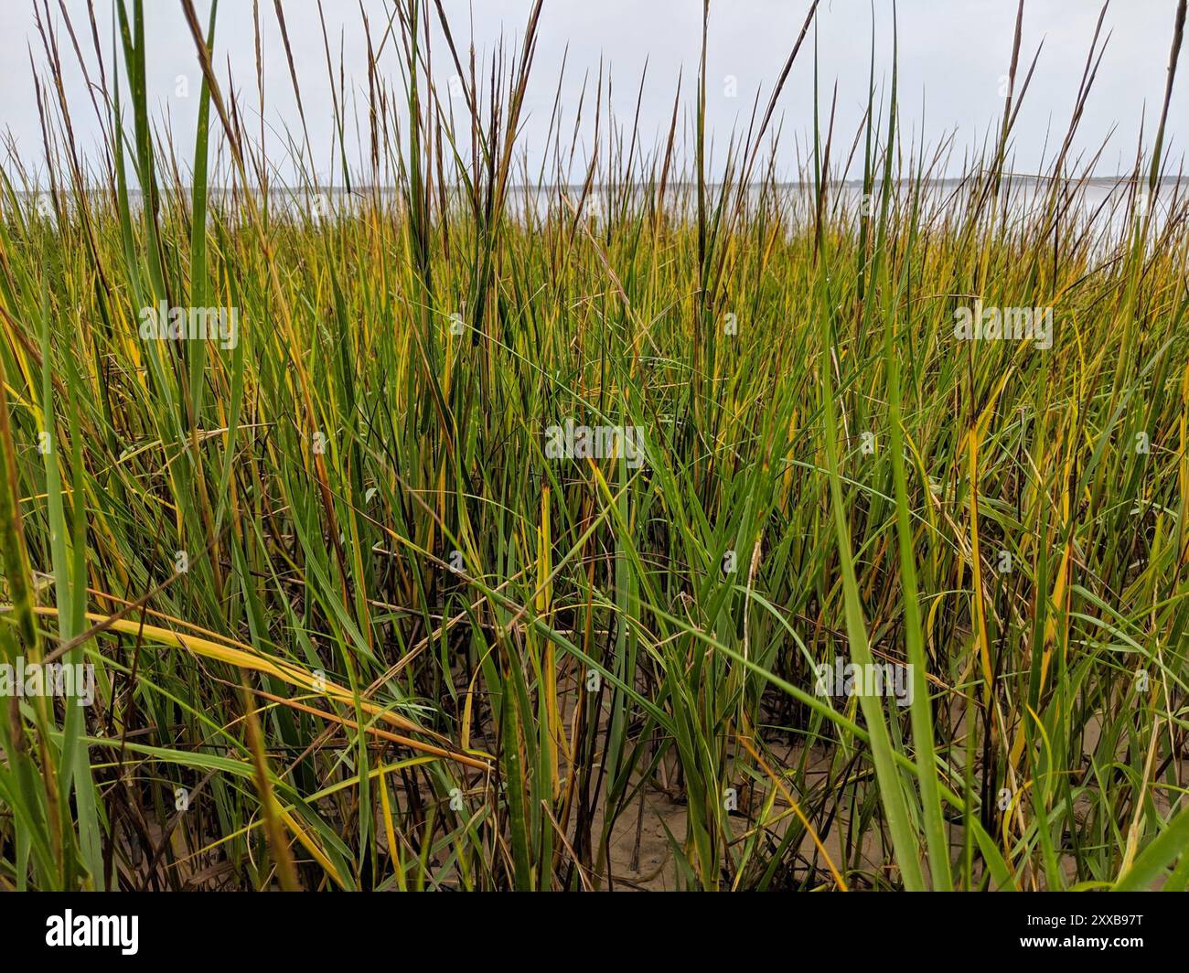 Saltmarsh Cordgrass (Sporobolus alterniflorus) Plantae Stock Photo - Alamy