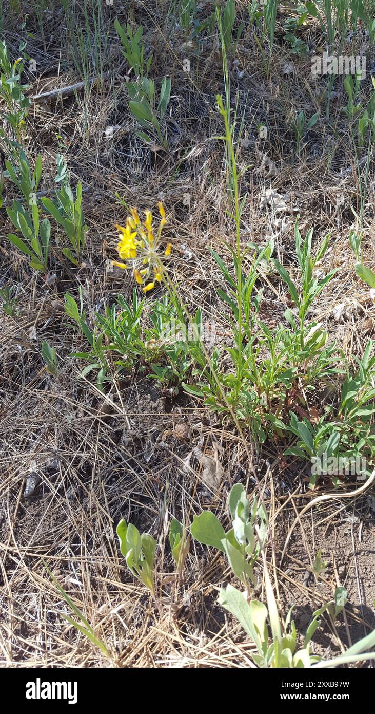 (Bloomeria crocea crocea) Plantae Stock Photo - Alamy