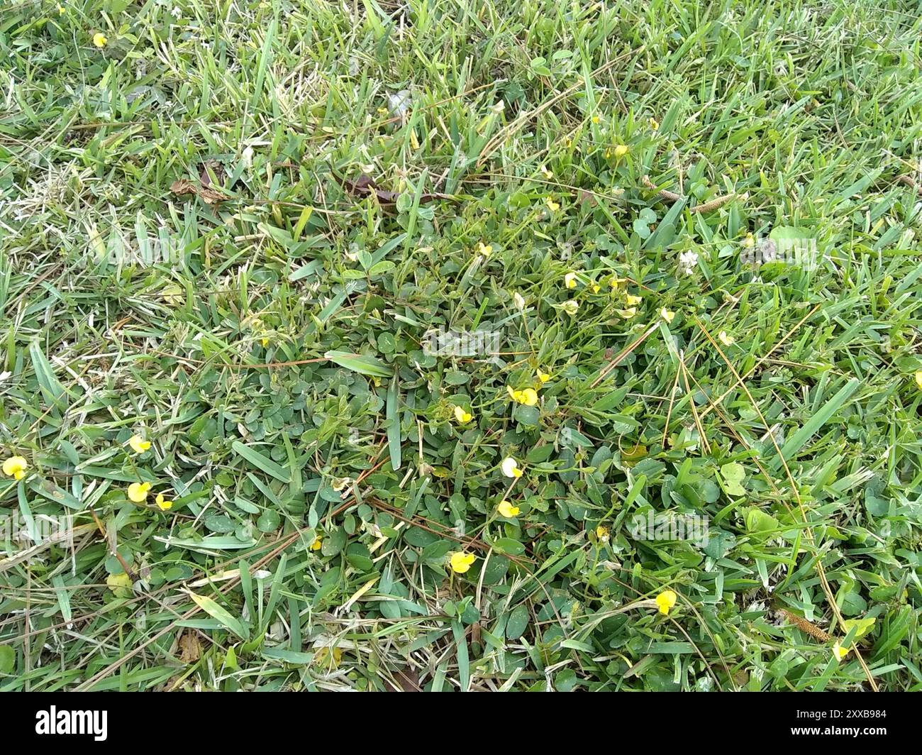 Rabbitbells (Crotalaria rotundifolia) Plantae Stock Photo - Alamy