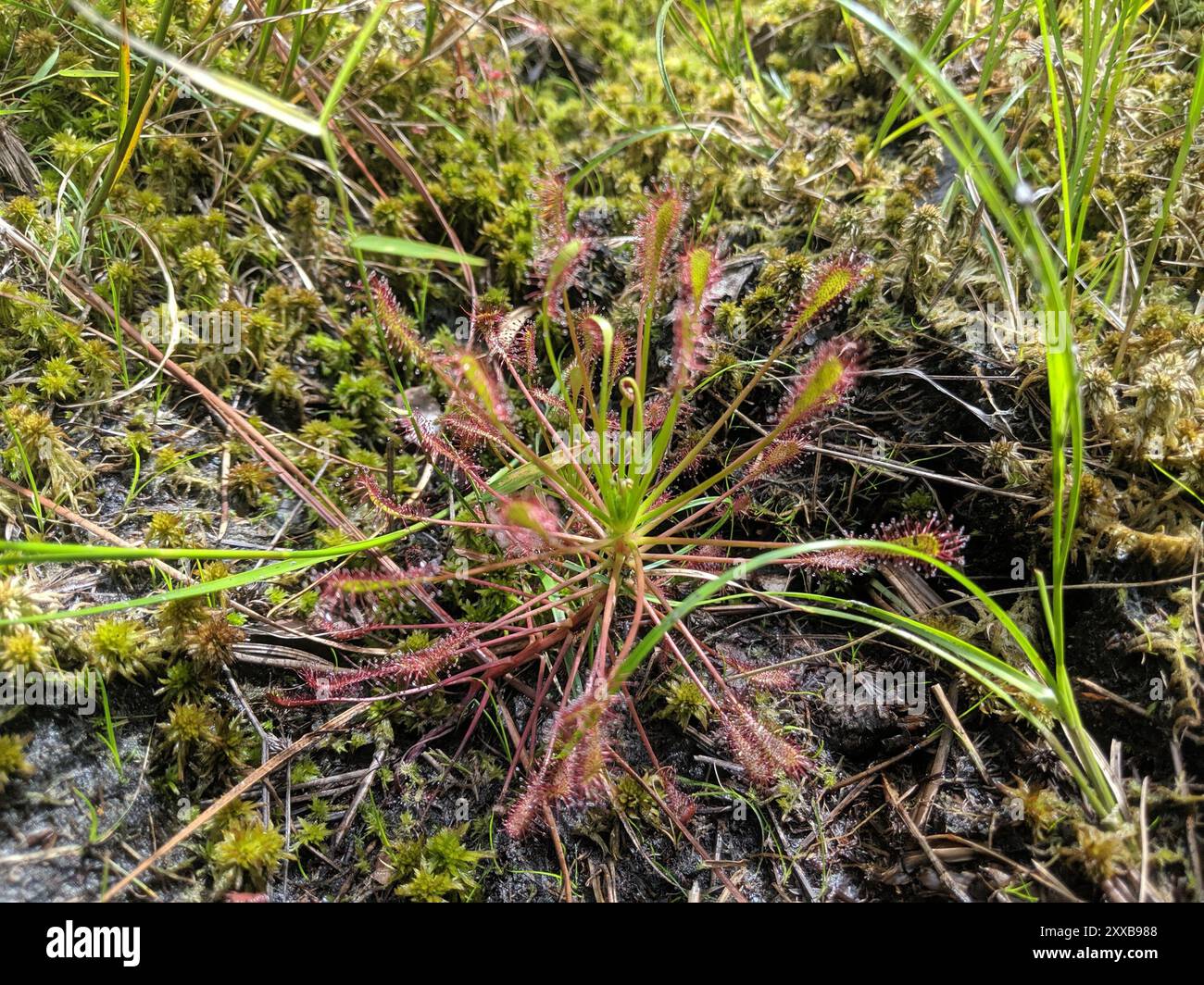 spoonleaf sundew (Drosera intermedia) Plantae Stock Photo - Alamy