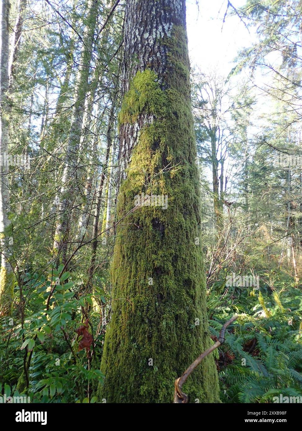 grand fir (Abies grandis) Plantae Stock Photo - Alamy
