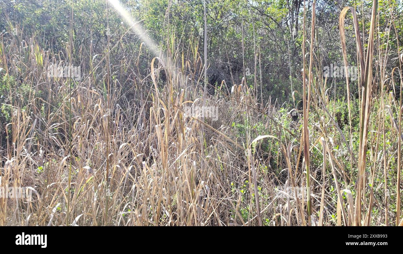 giant wild rye (Leymus condensatus) Plantae Stock Photo - Alamy