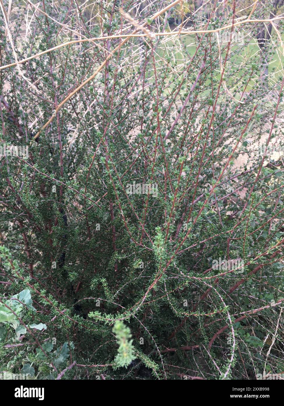 chamise (Adenostoma fasciculatum) Plantae Stock Photo - Alamy