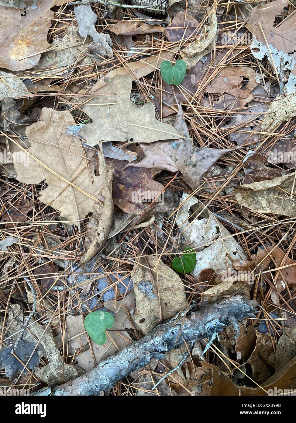 Variableleaf Heartleaf (Asarum lewisii) Plantae Stock Photo - Alamy