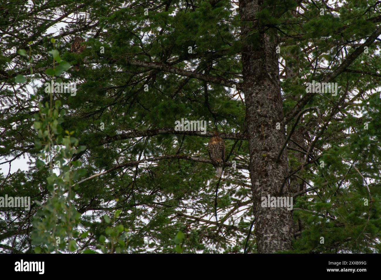 Western Red-tailed Hawk (Buteo jamaicensis calurus) Aves Stock Photo ...