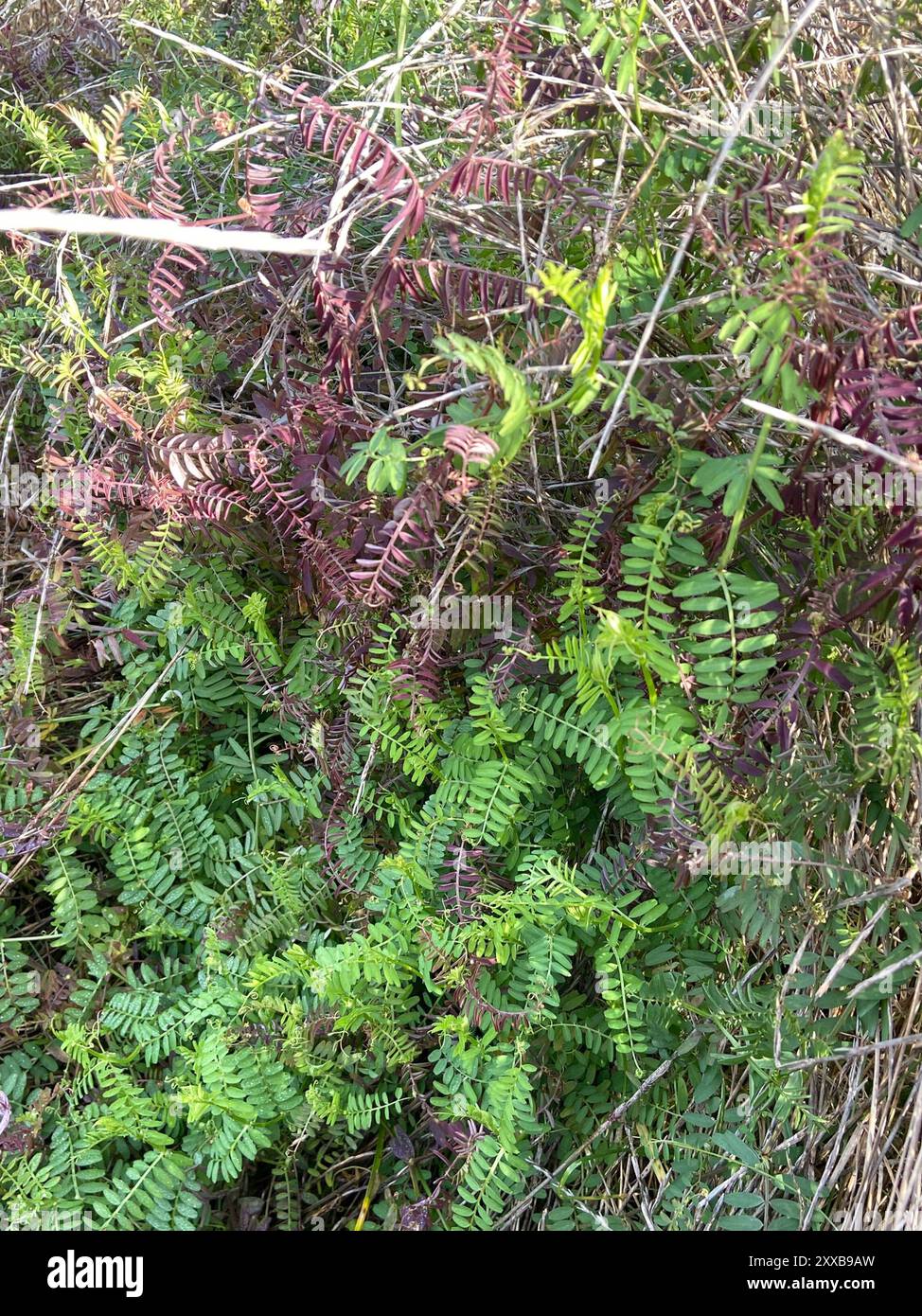 Vetches (Vicia) Plantae Stock Photo - Alamy