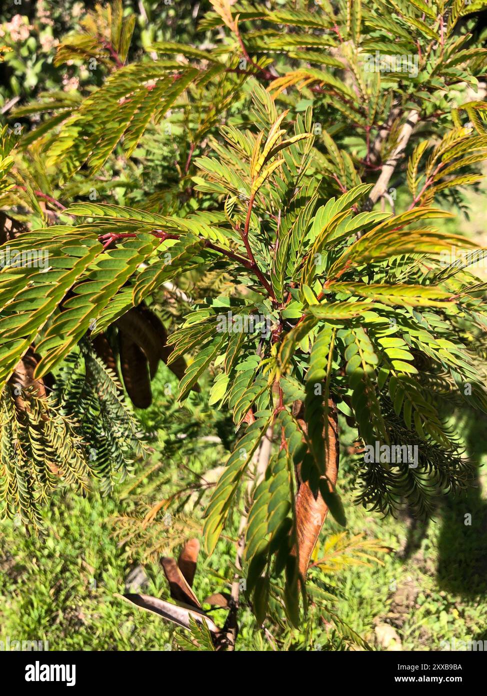 leadtrees (Leucaena) Plantae Stock Photo - Alamy