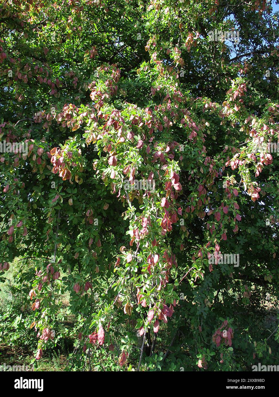 Purplepod clusterleaf (Terminalia prunioides) Plantae Stock Photo - Alamy