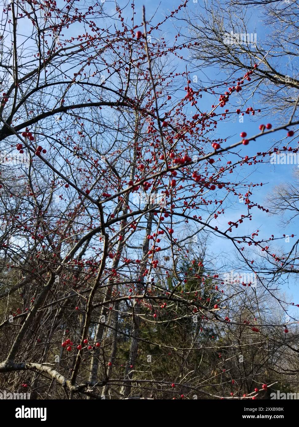 possumhaw (Ilex decidua) Plantae Stock Photo - Alamy