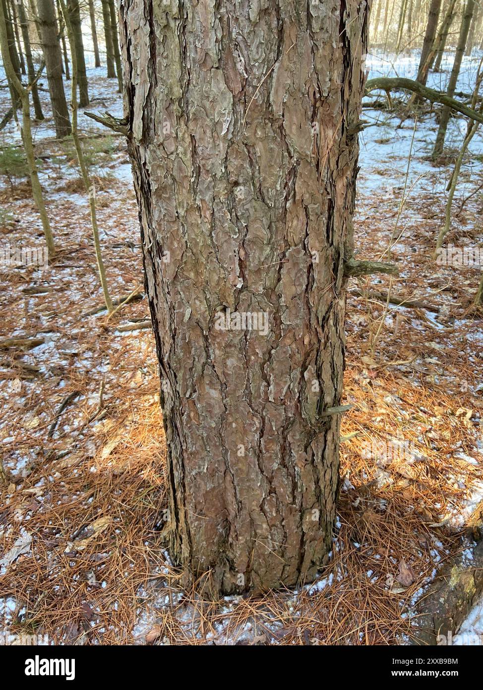 red pine (Pinus resinosa) Plantae Stock Photo - Alamy