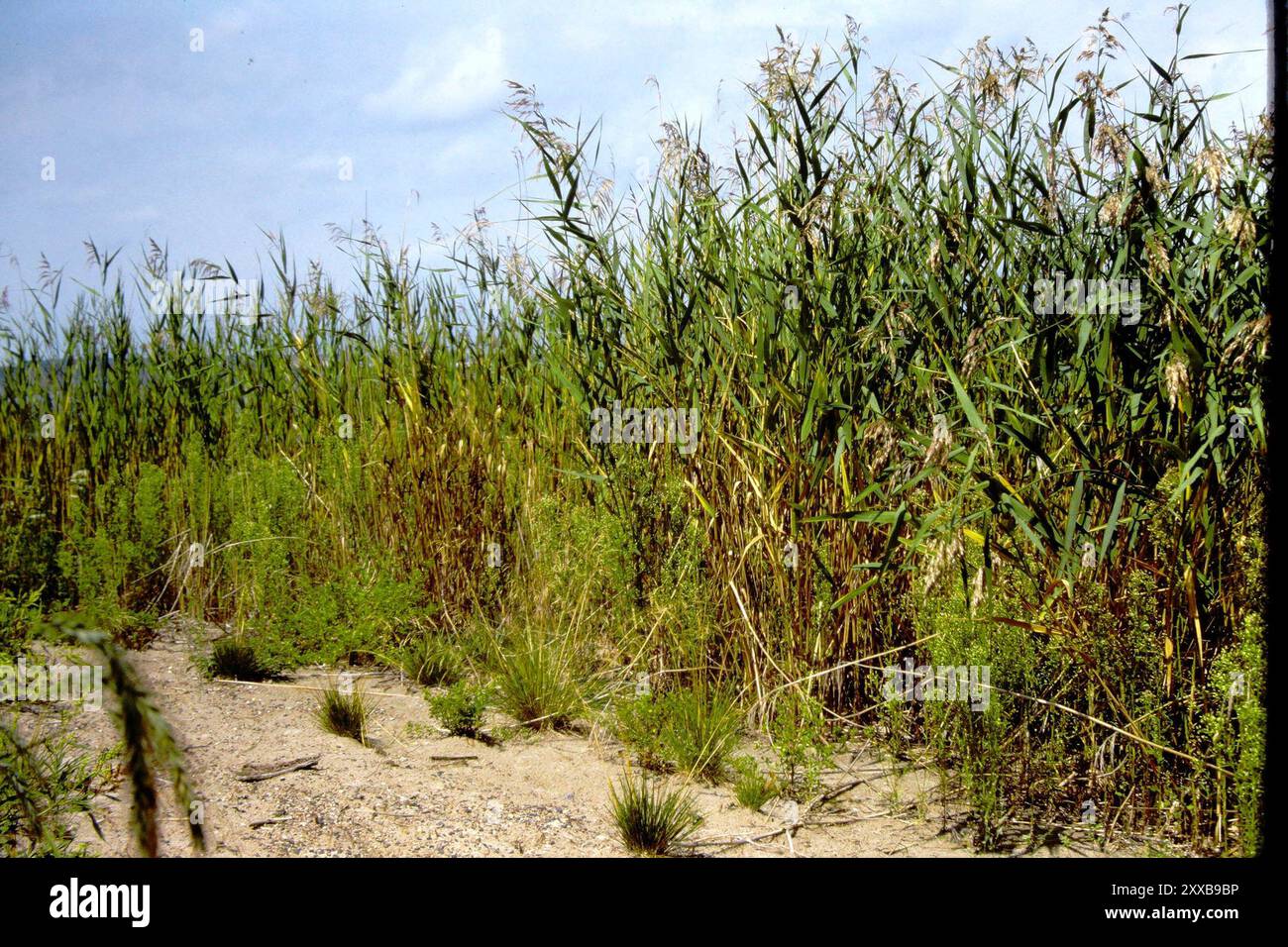American common reed (Phragmites australis americanus) Plantae Stock ...
