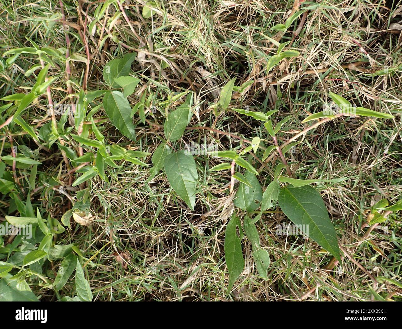 Wild Cowpea (Vigna luteola) Plantae Stock Photo - Alamy