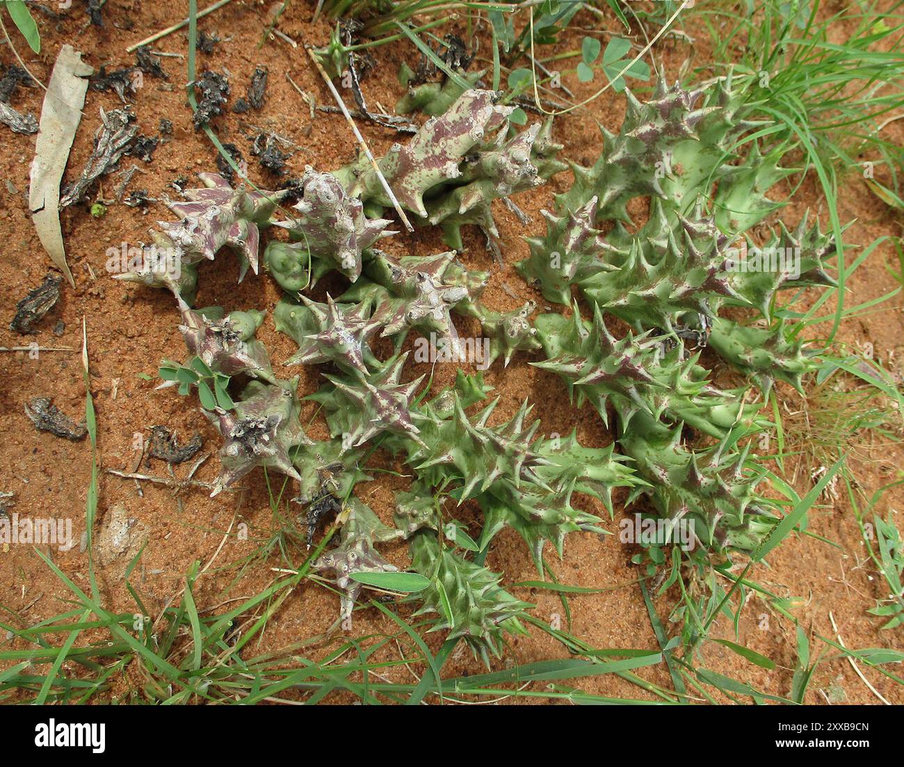 Yellow Carrion Flower (Orbea lutea) Plantae Stock Photo - Alamy