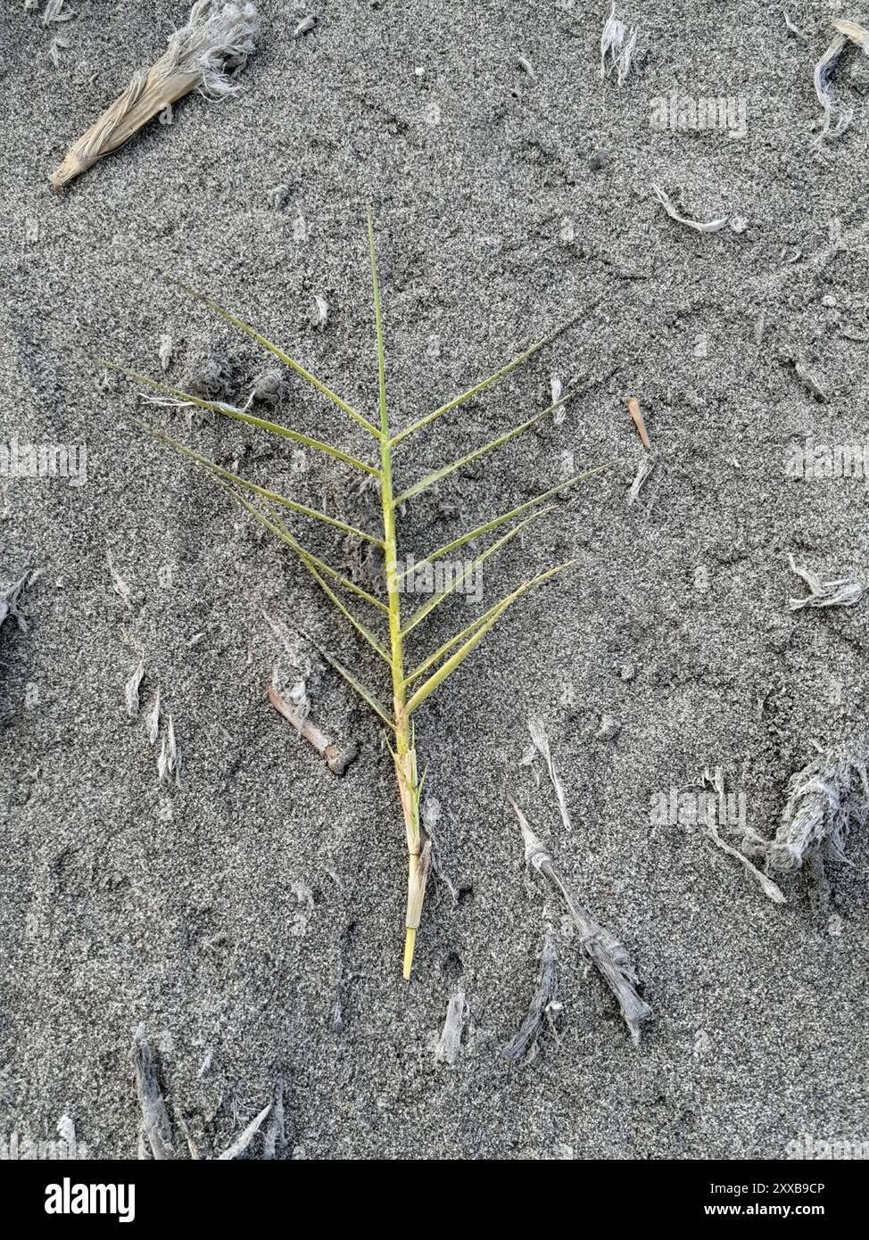 Saltgrass (Distichlis spicata) Plantae Stock Photo - Alamy