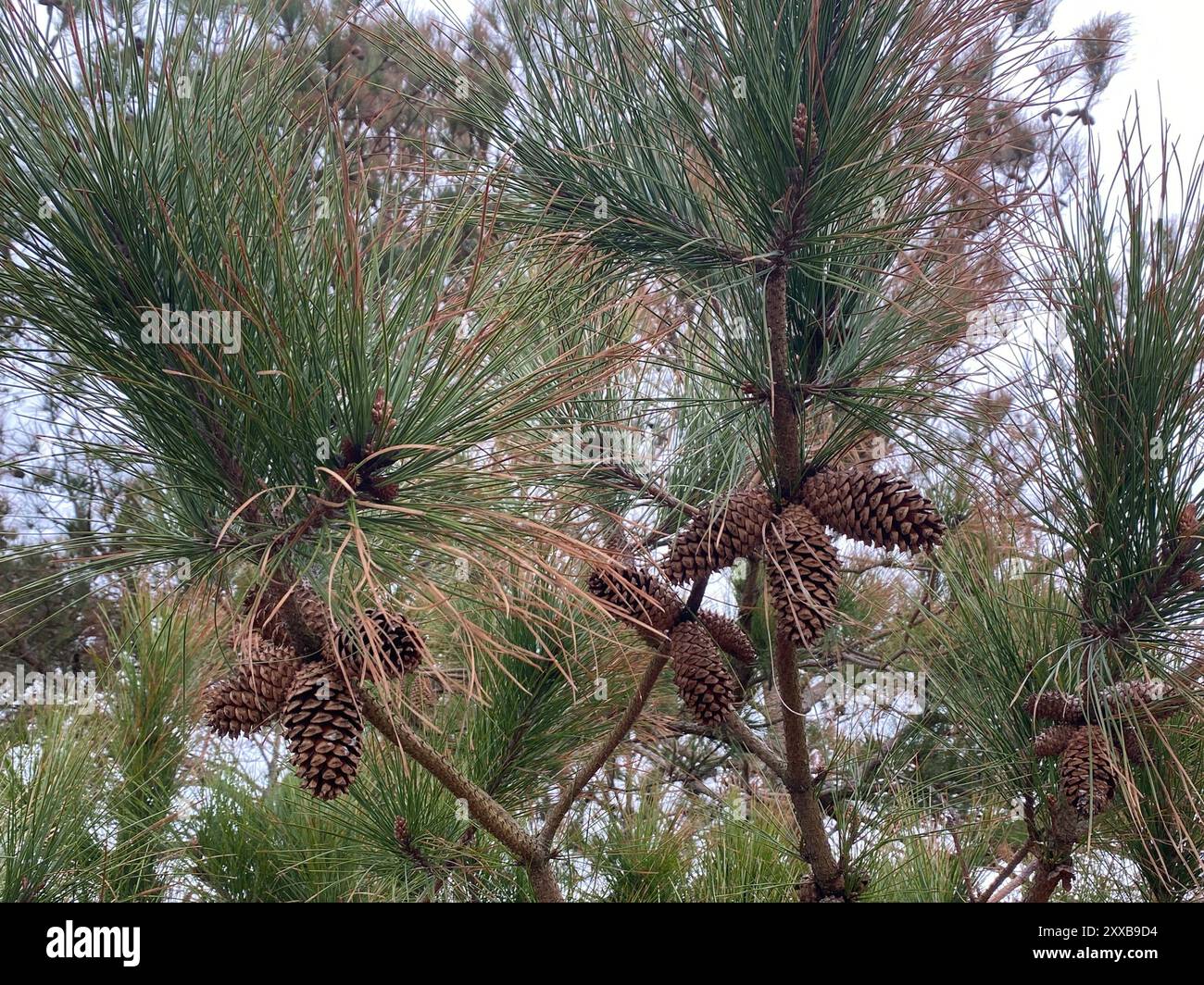 hard pines (Pinus) Plantae Stock Photo - Alamy