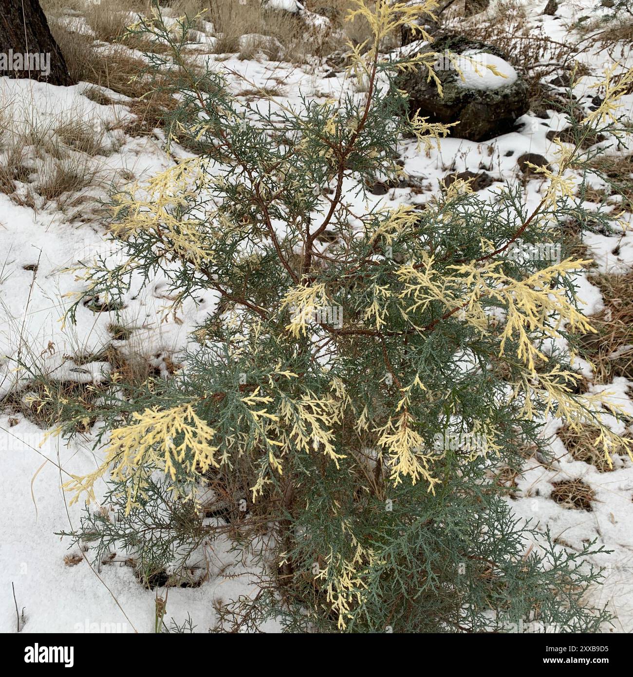 alligator juniper (Juniperus deppeana) Plantae Stock Photo - Alamy