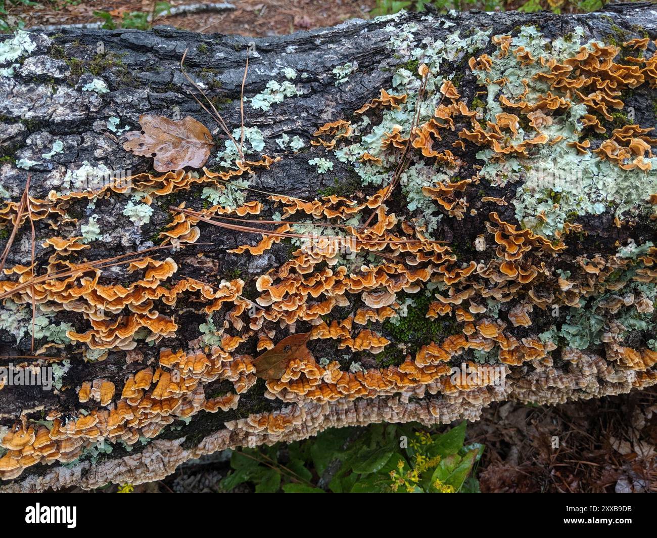 crowded parchment (Stereum complicatum) Fungi Stock Photo - Alamy