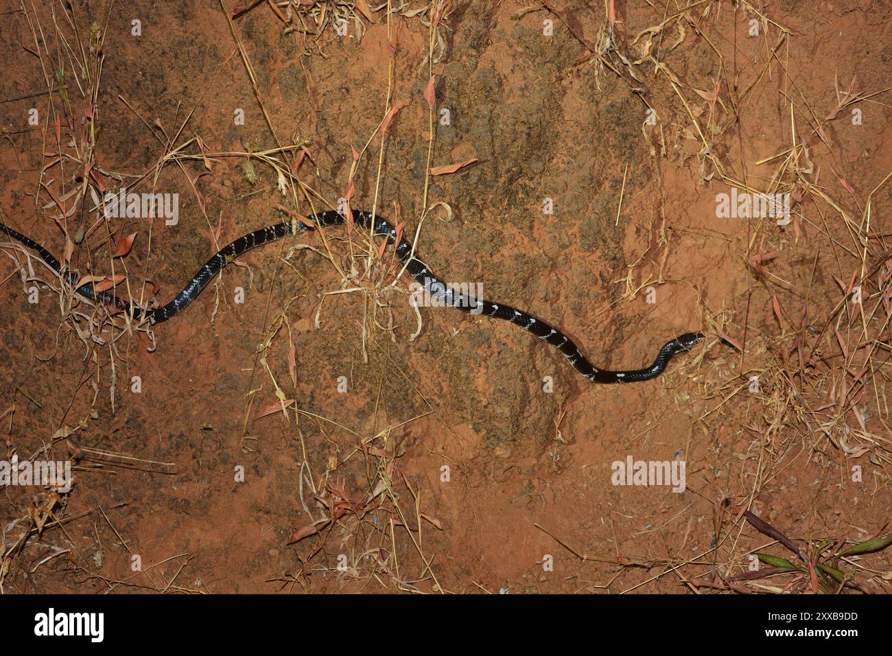 Common Krait (Bungarus caeruleus) Reptilia Stock Photo - Alamy