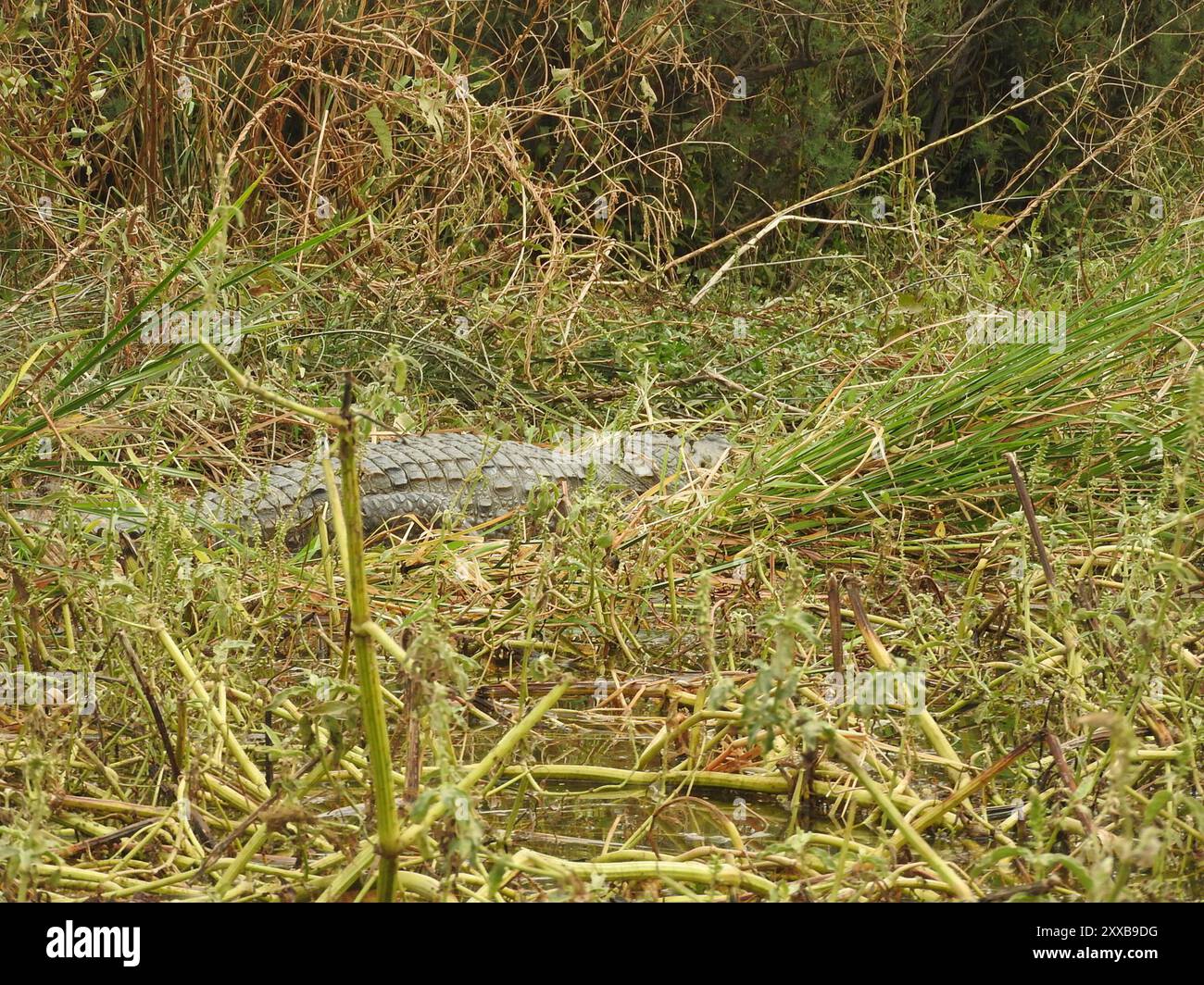 West African Crocodile (Crocodylus suchus) Reptilia Stock Photo - Alamy