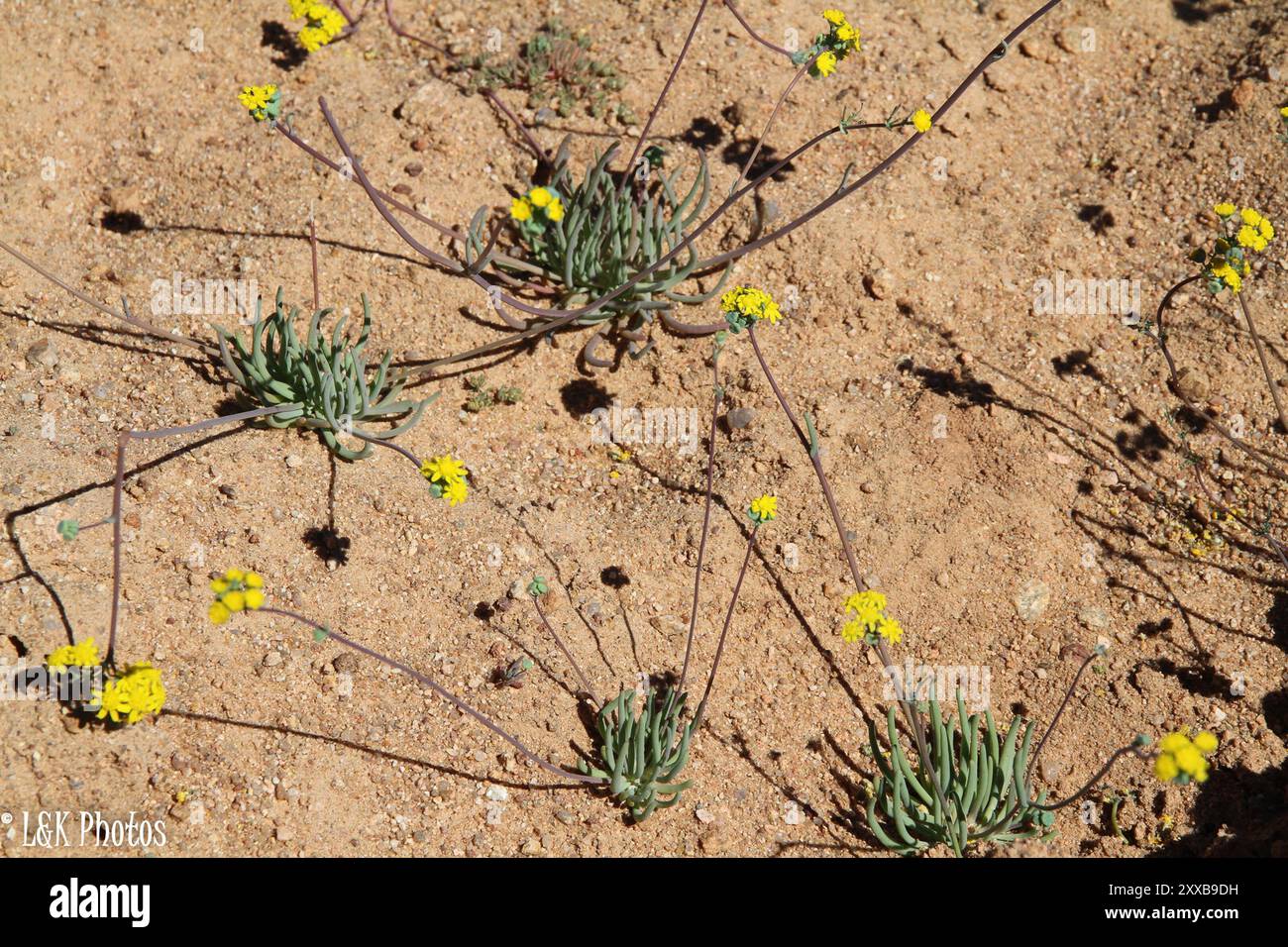 Namaqua Hairdaisy (Gymnodiscus linearifolius) Plantae Stock Photo - Alamy