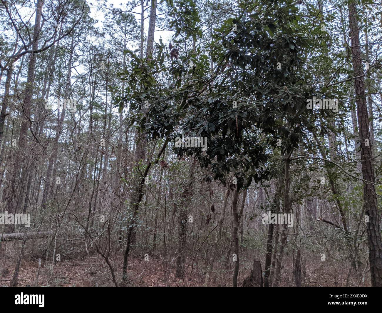 Swamp Bay (Persea palustris) Plantae Stock Photo - Alamy